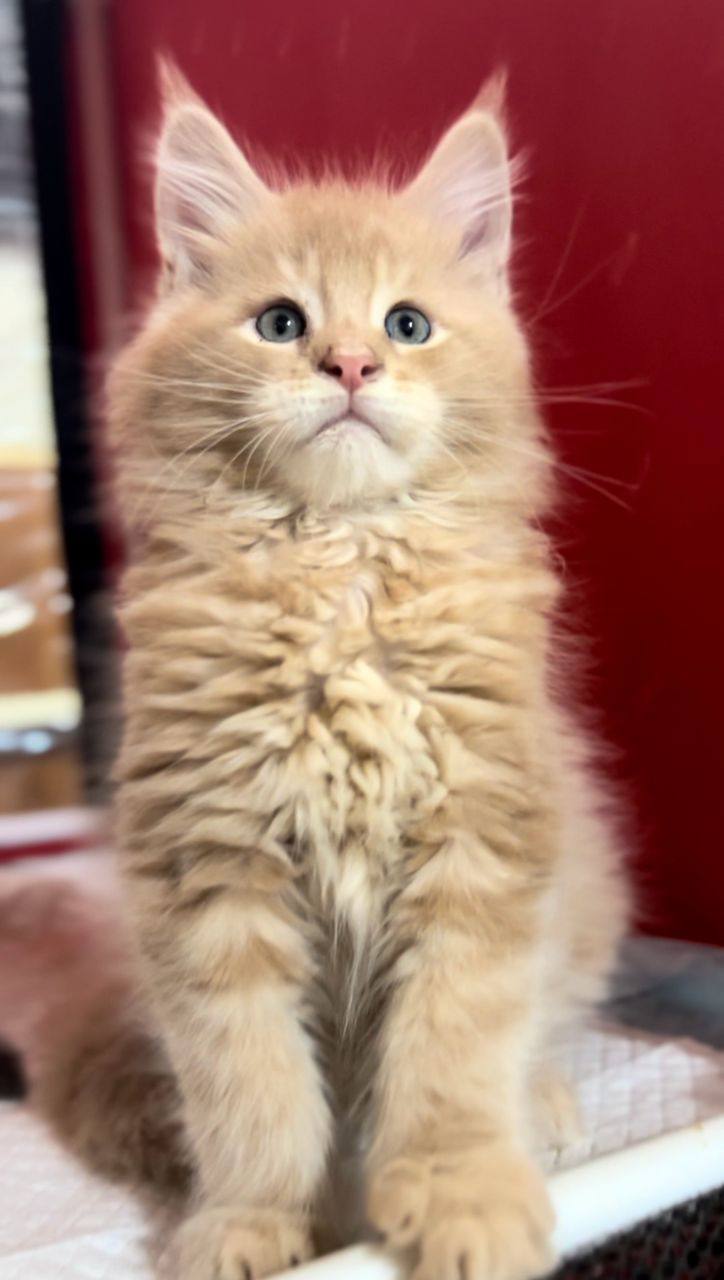 Grand Maine Coon Male 2 Months Old – Fluffygeneration.com