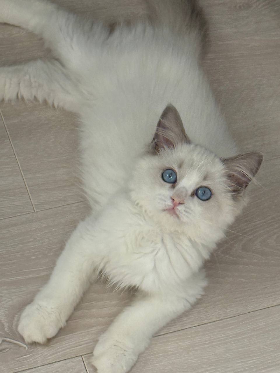 Ragdoll Seal Bi-color Female 2.5 Months Old – Microchipped, Dewormed ...